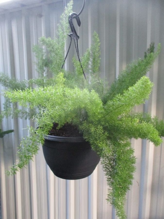 Foxtail Fern - A&J Garden Nursery