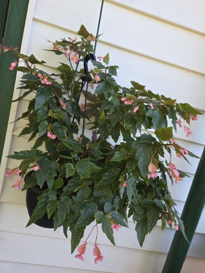 Begonia Medora - A&J Garden Nursery
