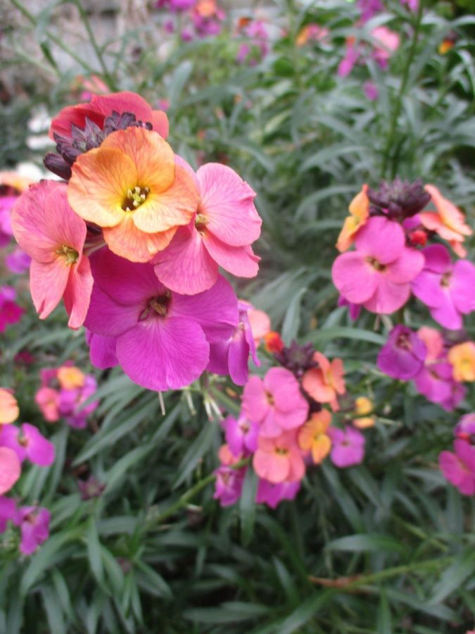 Erysimum Wallflower - A&J Garden Nursery