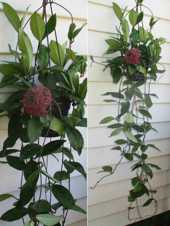 Hoya carnosa Red Flower - A&J Garden Nursery