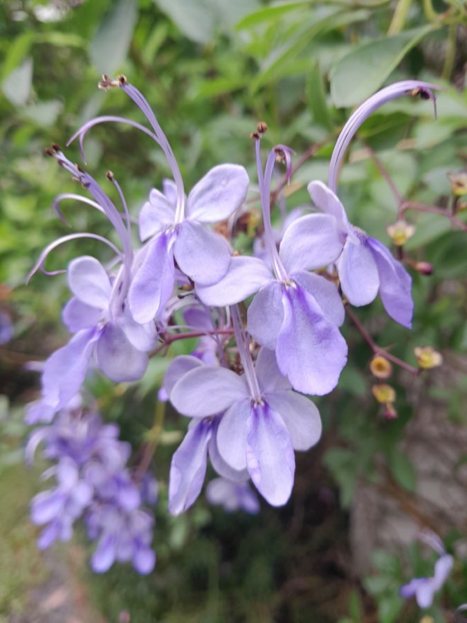 Blue Butterfly Bush - A&J Garden Nursery